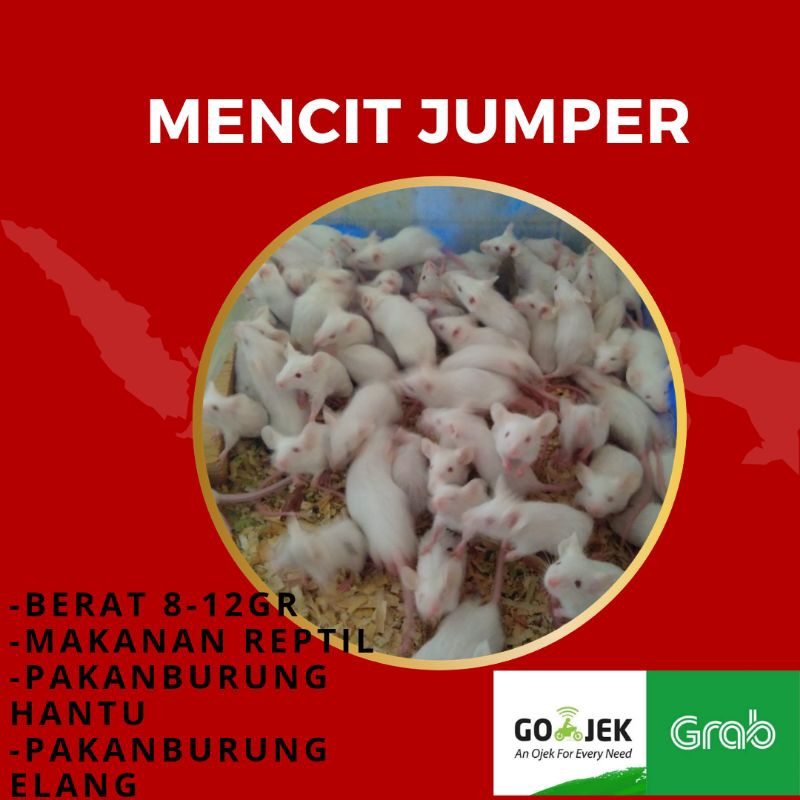 Jual mencit jumper 8-12gr | Shopee Indonesia