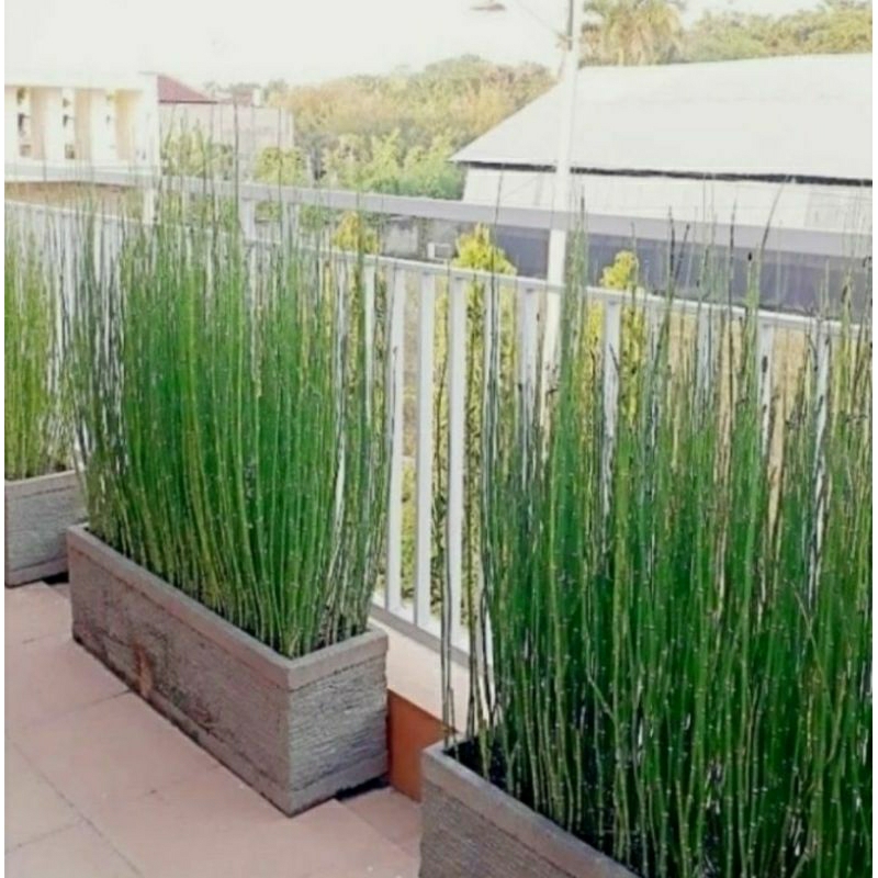 Jual Tanaman hias hidup bambu air sudah berikut pot panjang ukuran 50 ...