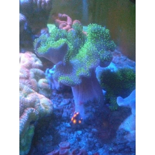 Jual Payungan Terlengkap & Harga Terbaru Mei 2024 | Shopee Indonesia