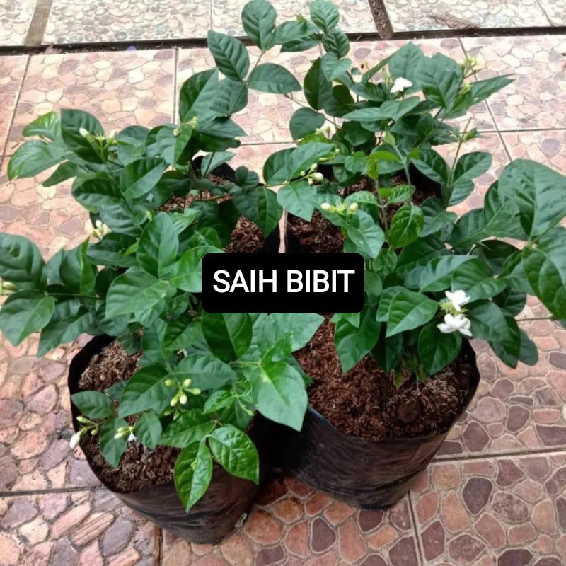 Jual BIBIT BUNGA MELATI (SIAP TANAM) beli 5 gratis 1 | Shopee Indonesia