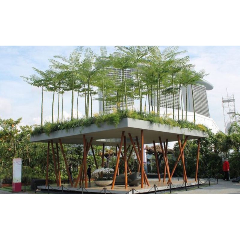 Jual tanaman solobium - pakis brazil - schizolobium Parahyba - ukuran 2 ...