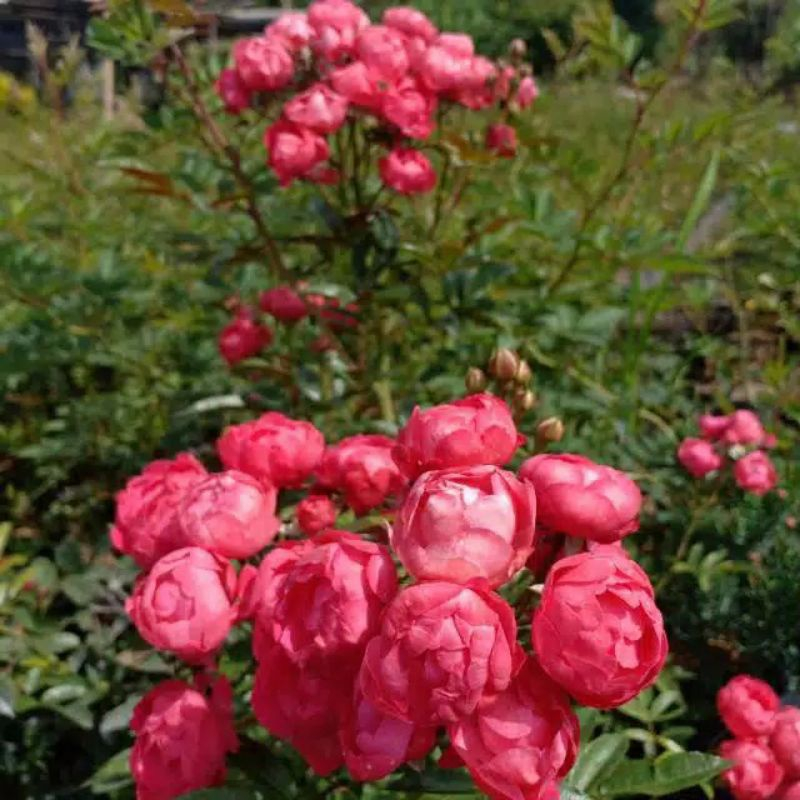 Jual tanaman bunga Mawar kubis pink berbunga rose - Mawar Hidup ...