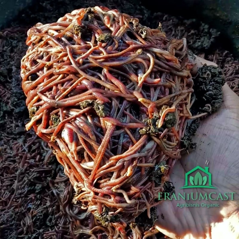 Jual Cacing Tanah Lumbricus 250gr Umpan pancing/pakan ikan | Shopee ...