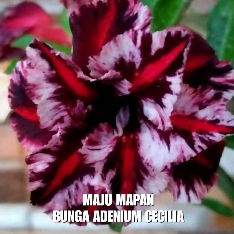 Jual BUNGA ADENIUM TUMPUK CECILIA | Shopee Indonesia