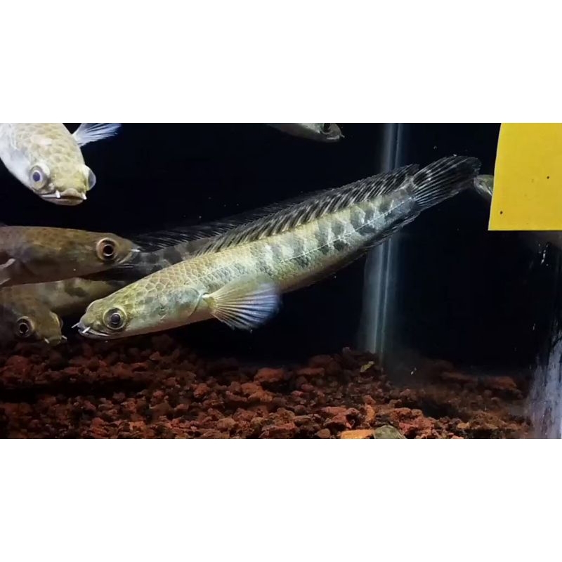 Jual Maru riau 17/19cm full cabung | Shopee Indonesia