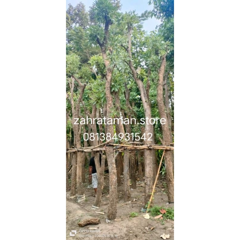 Jual pohon tabebuya super besar tinggi 3-4meter bunga kuning | Shopee ...
