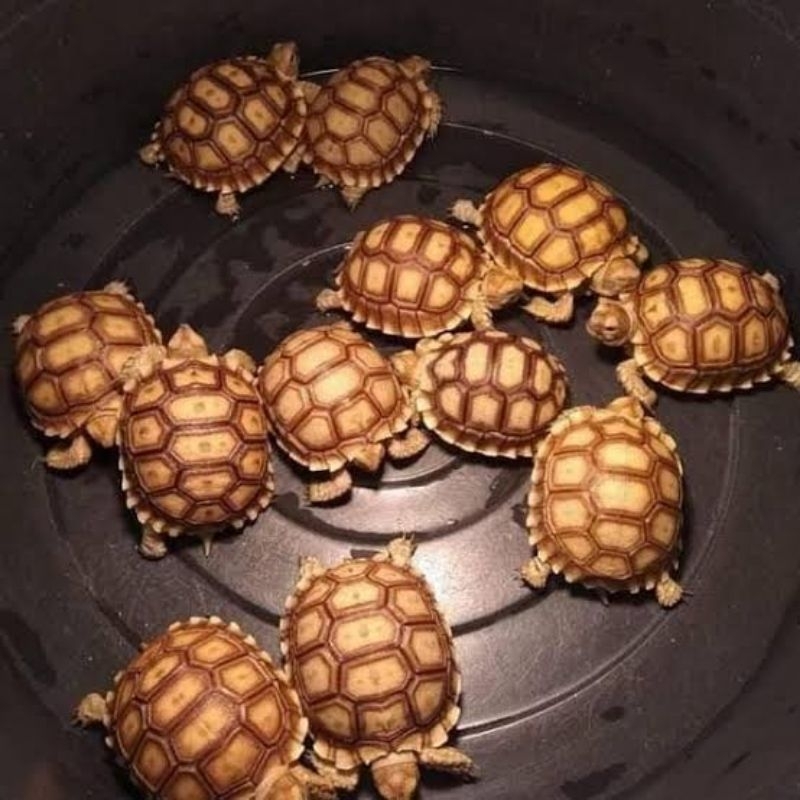 Jual Sulcata ukuran 9-10cm | Shopee Indonesia