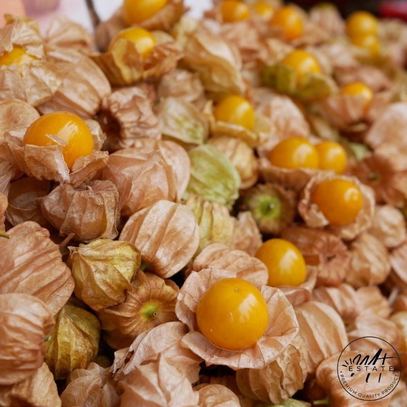 Jual Buah ciplukan/goldenberry 100 gr | Shopee Indonesia