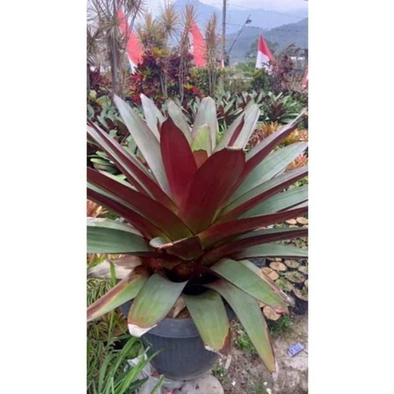 Jual tanaman hias bromelia giant merah | Shopee Indonesia