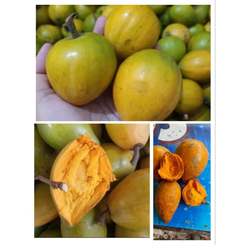 Jual Buah alkesah sawo mentega kuning pulen 1kg mentah | Shopee Indonesia