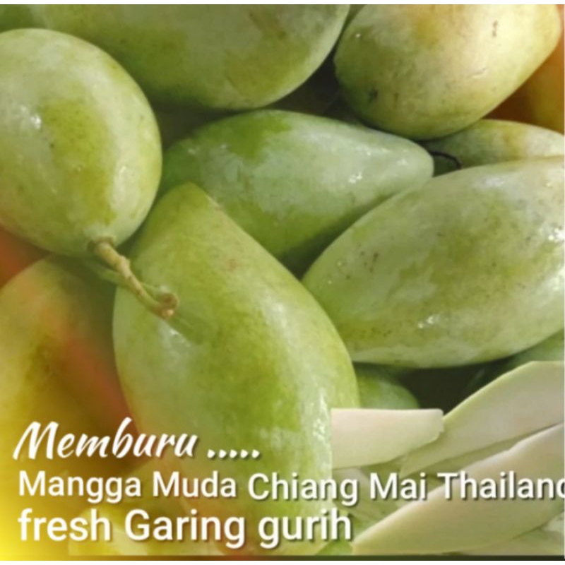 Jual MANGGA CHIANG MAI MENTAH FRESH GARING ( THAILAND ) | Shopee Indonesia