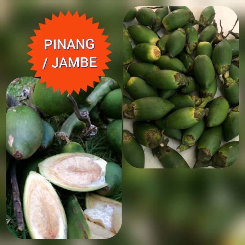 Jual BUAH PINANG MUDA FRESH Herbal stamina | Shopee Indonesia
