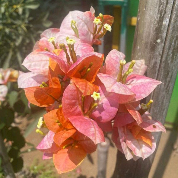 Jual Bunga Bugenvil Golden Sunshine | Shopee Indonesia