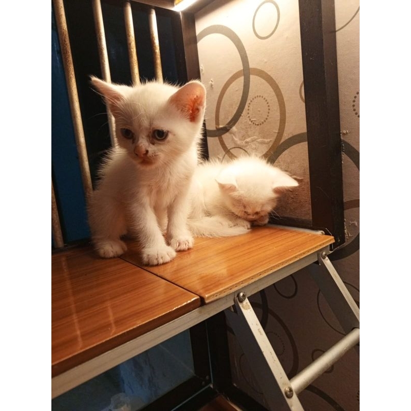 Jual kucing eek Harga Terbaik & Termurah Oktober 2023 | Shopee Indonesia