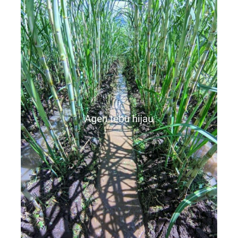 Jual BIBIT TEBU HIJAU 1 KG | Shopee Indonesia