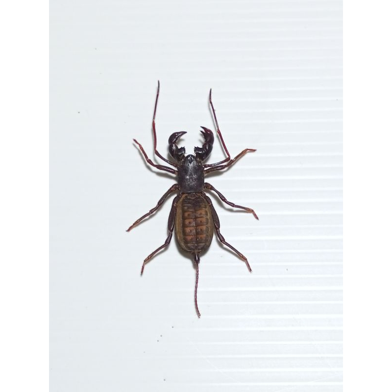 Jual AWETAN SERANGGA KUMBANG KUPU KUPU INSECT ASLI INDONESIA | Shopee ...
