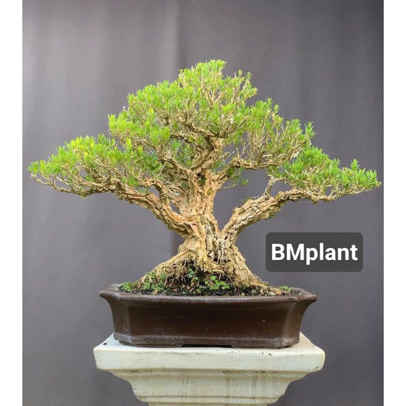 Jual bonsai boxus jumbo medium istimewa siap pajang (bisa di nego ...