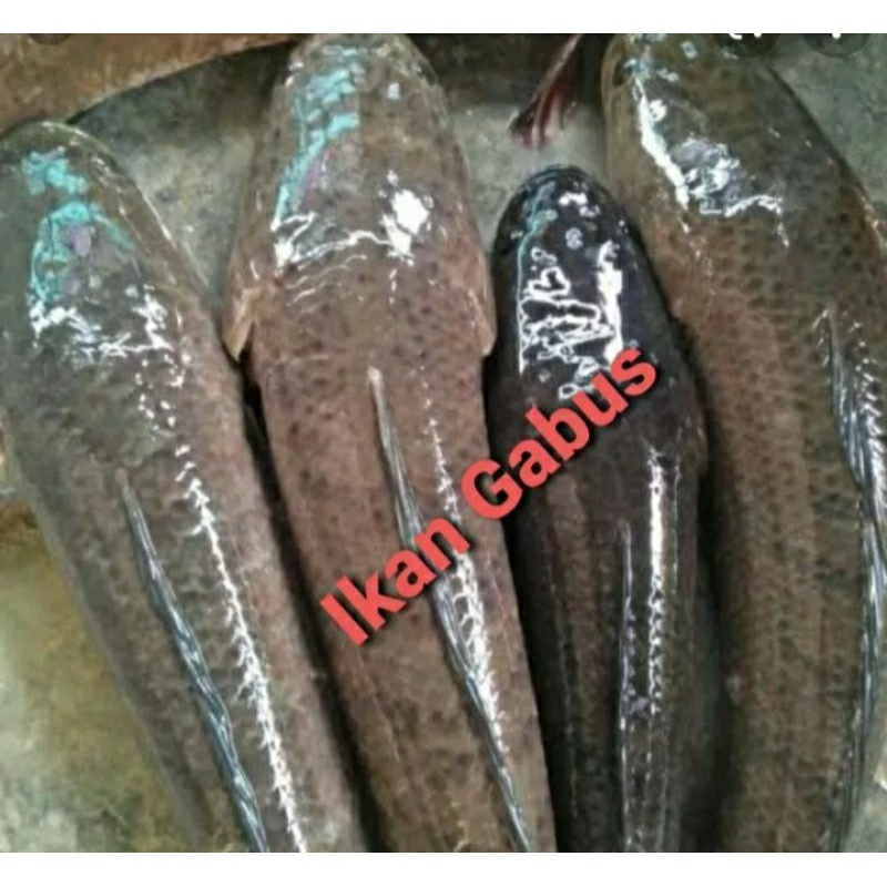 Jual ikan gabus super hidup 1kg | Shopee Indonesia