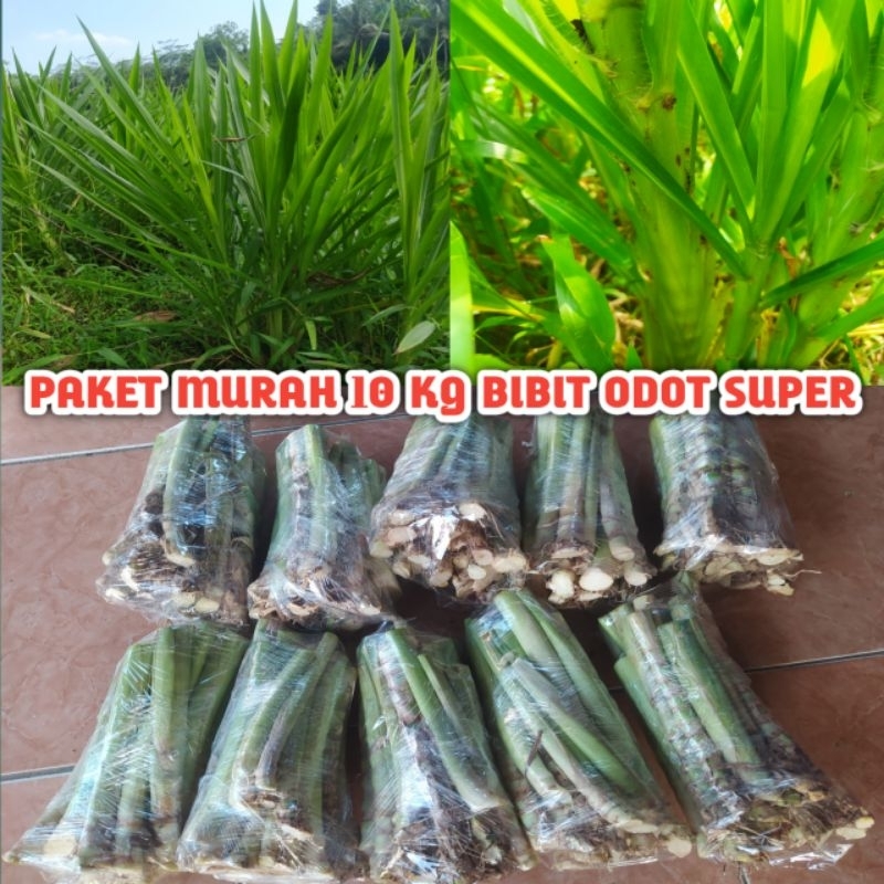 Jual PAKET MURAH BIBIT RUMPUT ODOT SUPER SIAP TANAM 10 KG | Shopee Indonesia