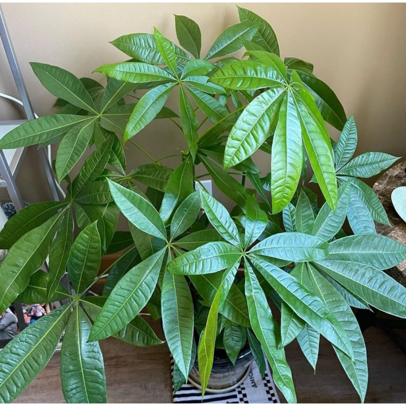 Jual Money Tree / Pachira / Pohon Uang | Shopee Indonesia