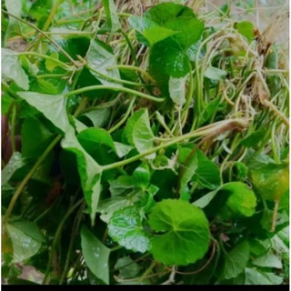 Jual Daun Antanan Terlengkap & Harga Terbaru Juli 2024 | Shopee Indonesia