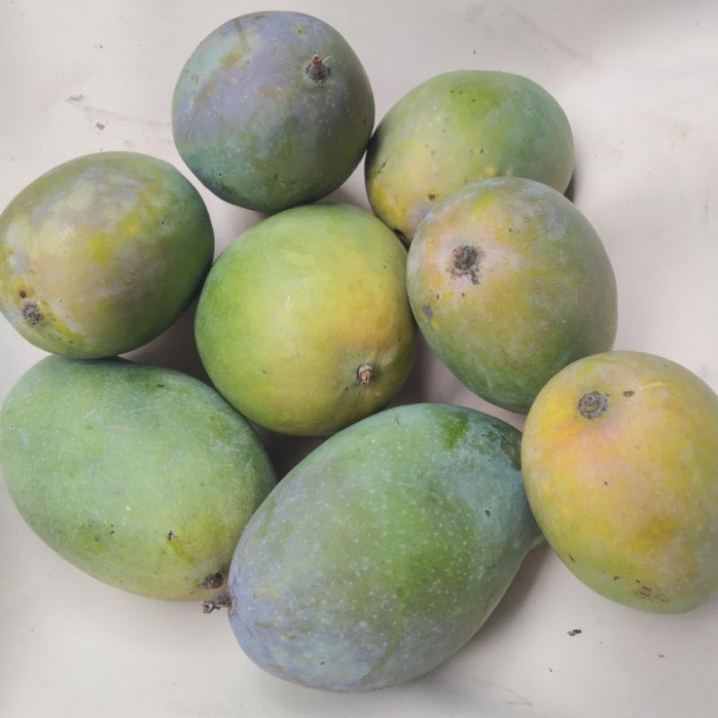 Jual 1,kg-1,1kg isi 2/3 mangga gadung/harum manis tua di pohon super ...