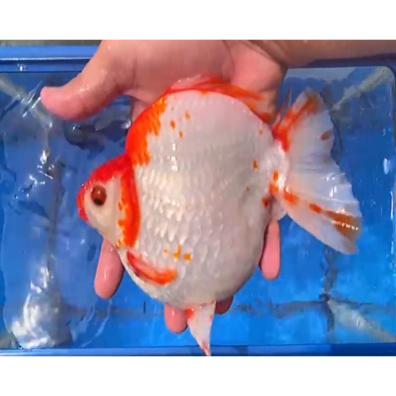 Jual READY STOK RYUKIN Red White Grade Quality Gen Jumbo | Koki Ryukin ...