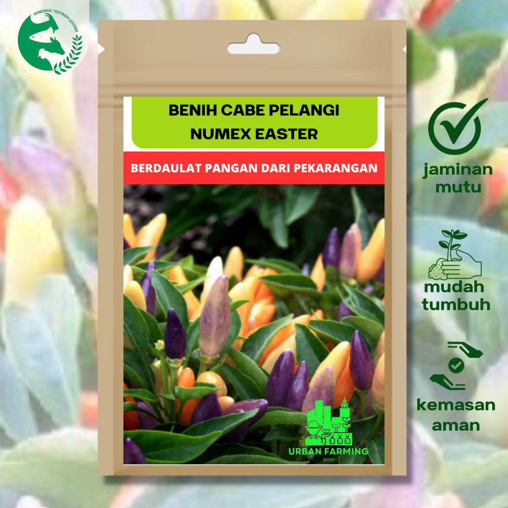 Jual 25 Benih Cabai Cabe Pelangi NUMEX EASTER Urban Farming Rainbow ...