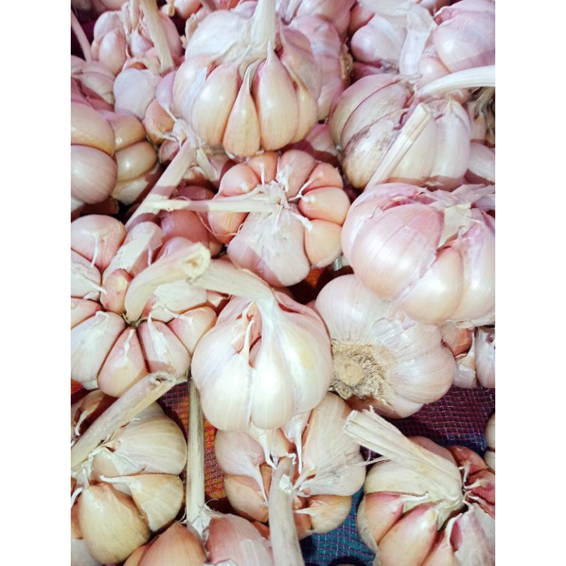 Jual BAPUT CANTIKK | Shopee Indonesia