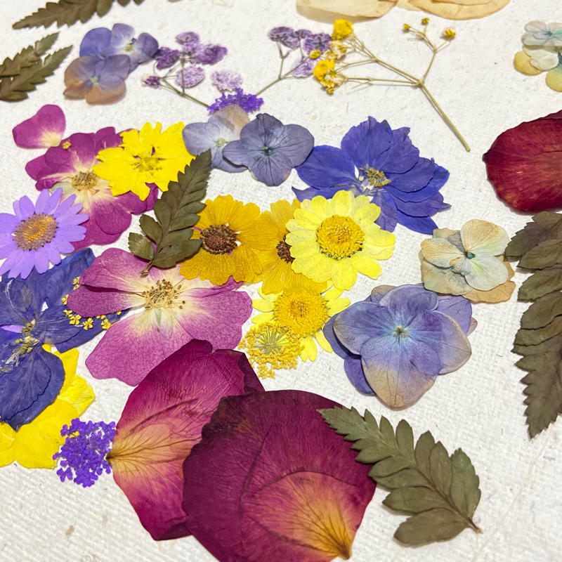 Jual Dried Flower Dryflower Bunga Kering Dried Pressed Flower