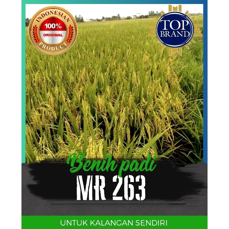 Jual benih padi mr 263 5kg | Shopee Indonesia