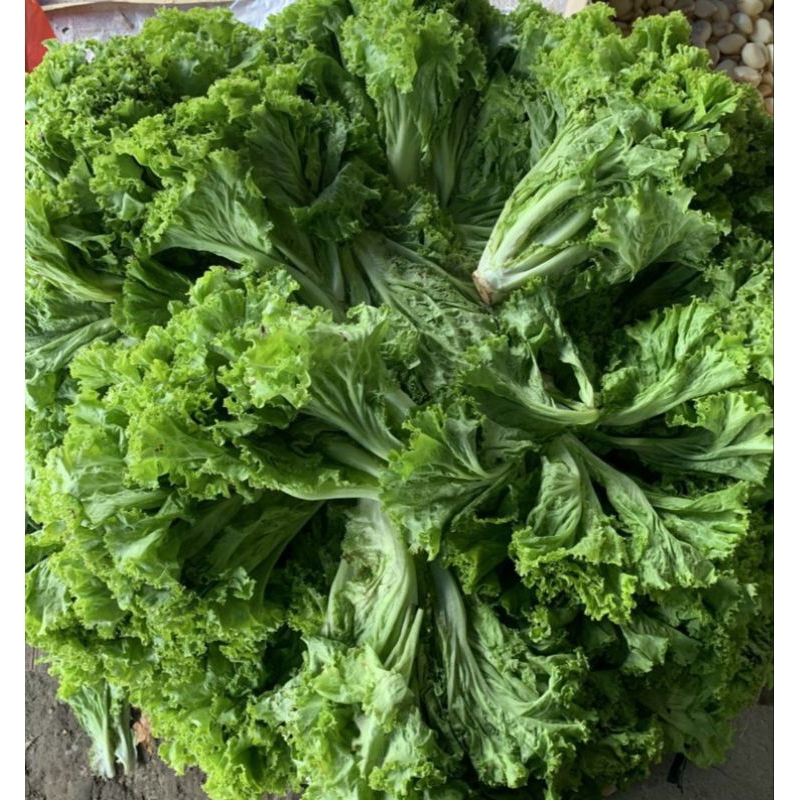 Jual Daun Selada Segar | Shopee Indonesia