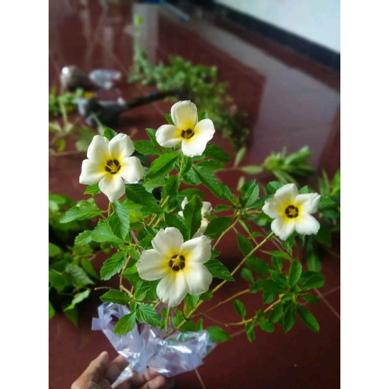 Jual bunga yolanda bunga pukul 8 bunga putih tanaman hias dan vegetasi ...