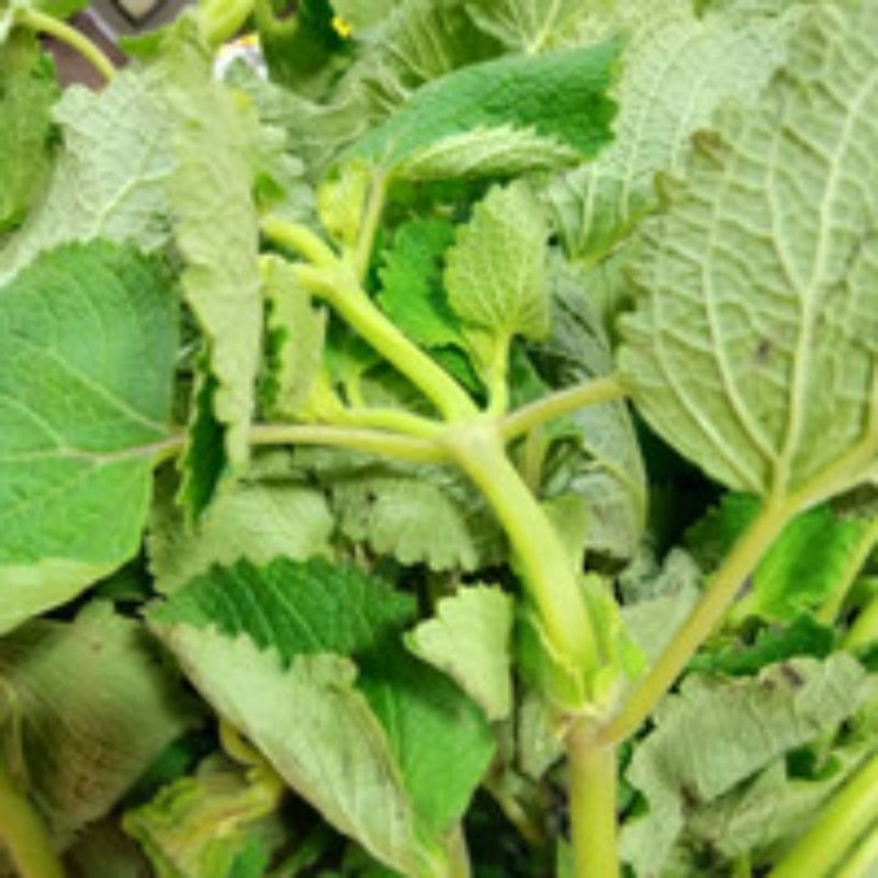 Jual Daun Bangun Bangun Sayur Bangun Bangun Daun Terbangun Segar 500 ...