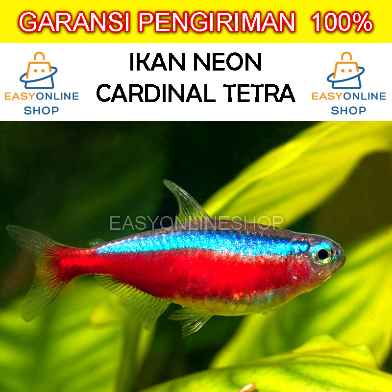 Jual Ikan Hias Cardinal Tetra / Ikan Hias Neon Cardinal Tetra Aquascape ...
