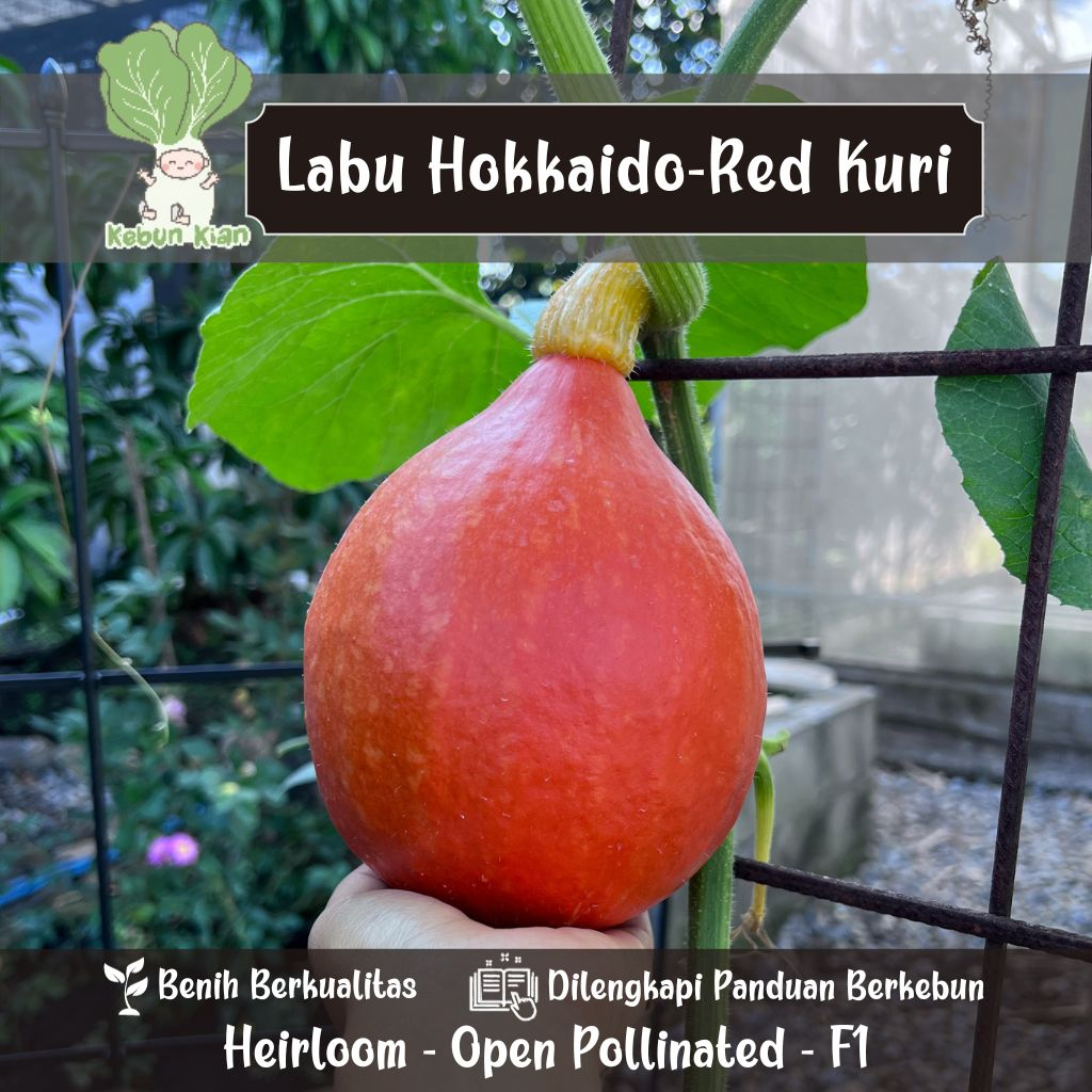 Jual 3 Biji - Benih Labu Hokkaido Red Kuri. Heirloom. Berbeda Dengan ...