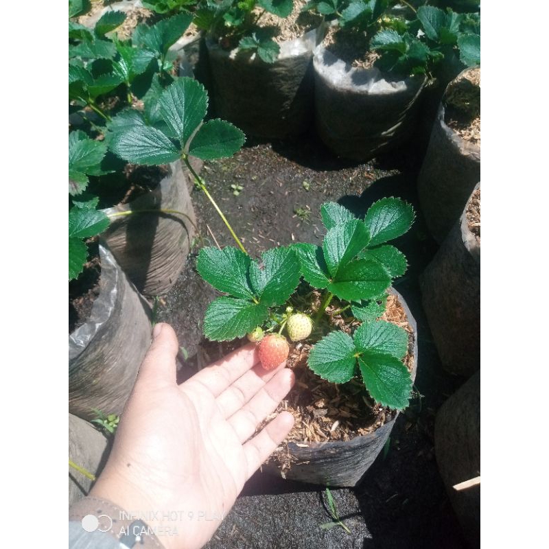 Jual tanaman buah strobery merah/stroberi | Shopee Indonesia