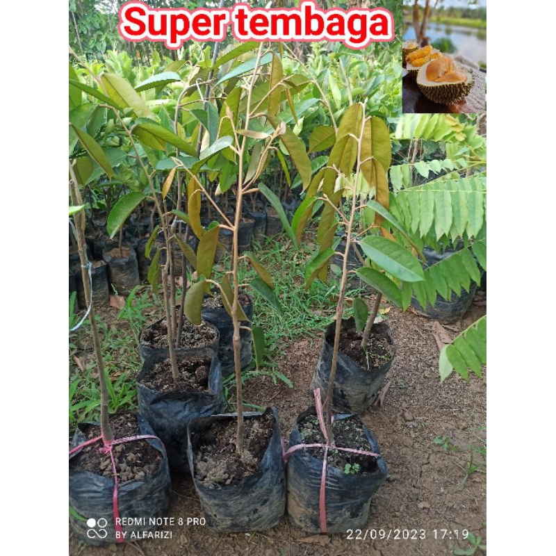 Jual bibit durian super tembaga (full media) | Shopee Indonesia