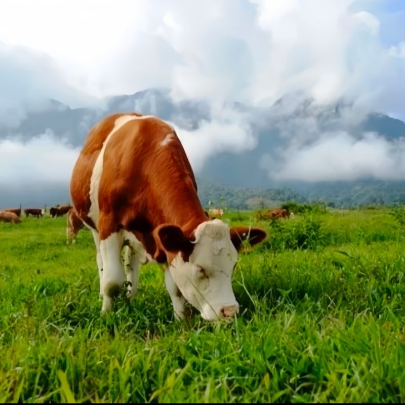 Jual SIGNAL GRASS - Rumput Signal Grass - biji benih rumput signal ...