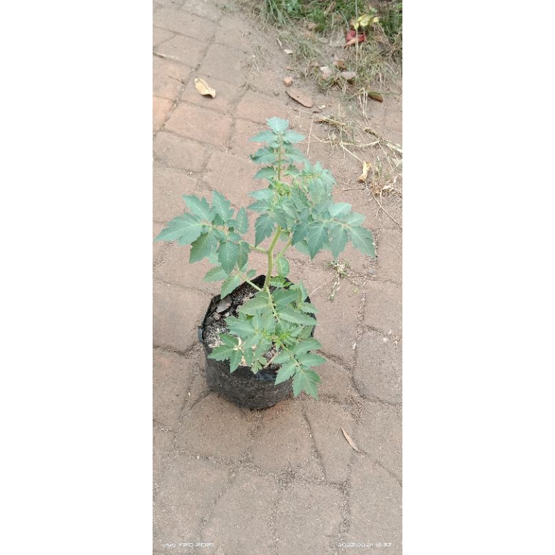 Jual pohon rampai siap berbuah | Shopee Indonesia