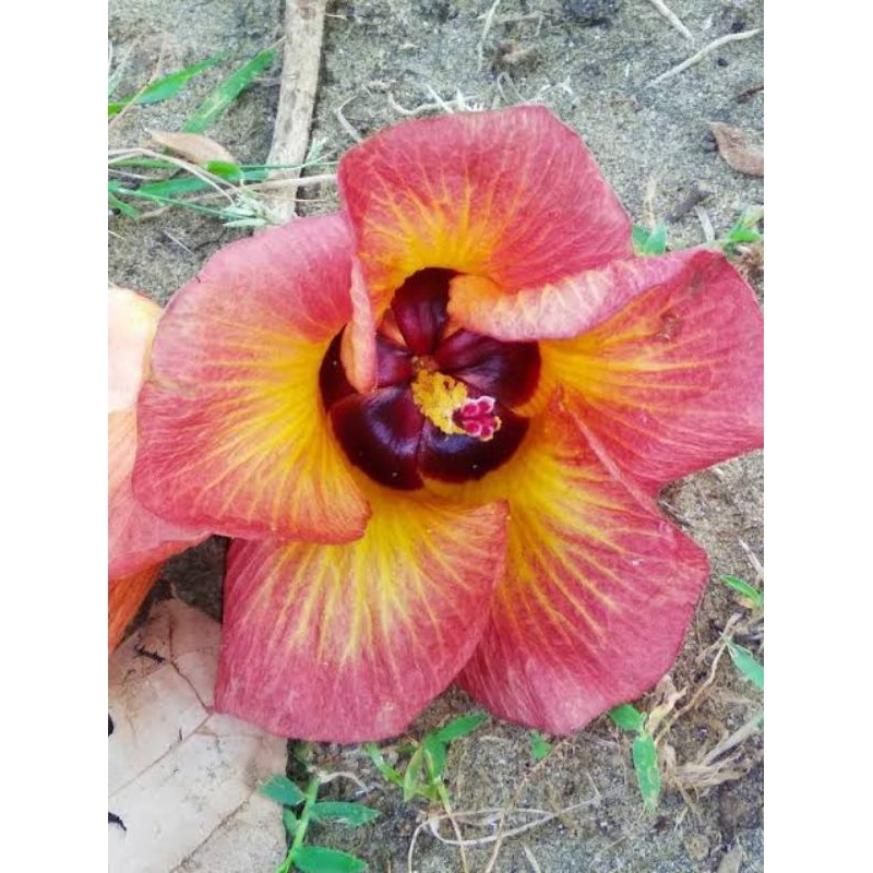 Jual bunga waru merah untuk kesehatan dan segala penyakit | Shopee ...