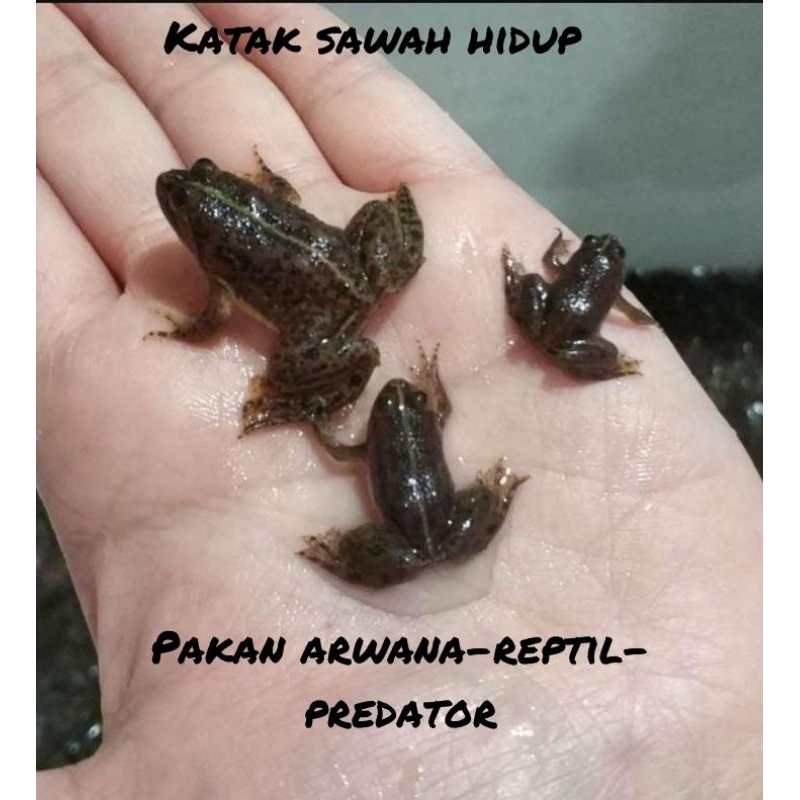 Jual katak sawah pakan arwana-predator-reptil+umpan pancing | Shopee ...