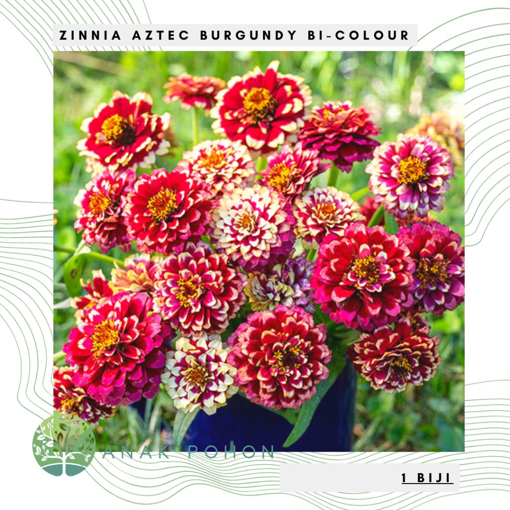 Jual Benih Bibit Biji - Bunga Zinnia Aztec Burgundy Bi-Colour Dua Warna ...