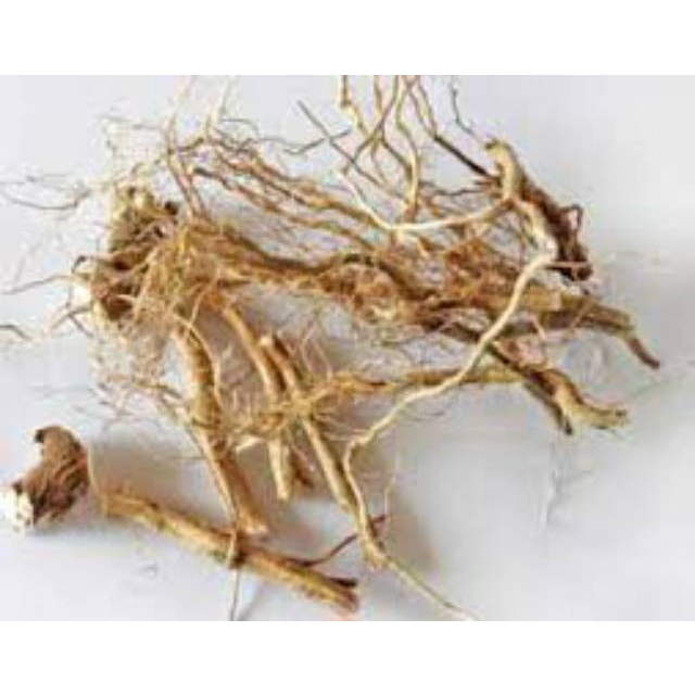 Jual Akar Sidaguri Segar 1 kg - Akar Tanaman Sadagori - Sidagori Fresh ...