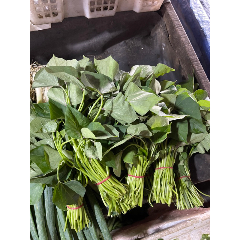 Jual daun ubi | Shopee Indonesia