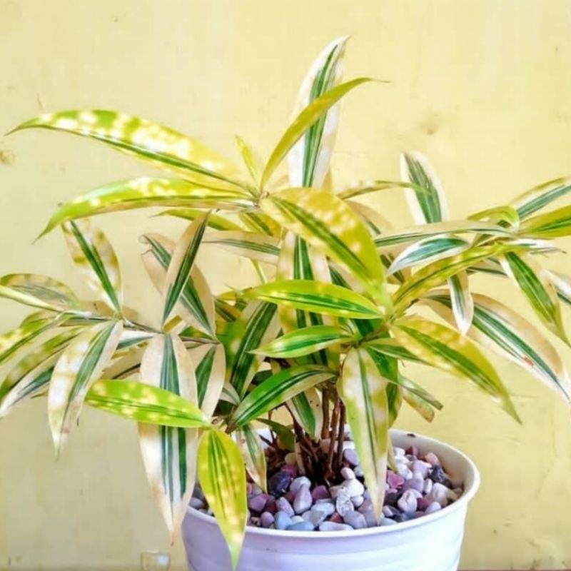 Jual Tanaman Hias Dracaena Dracena Golden Bunga Bambu Jepang | Shopee ...