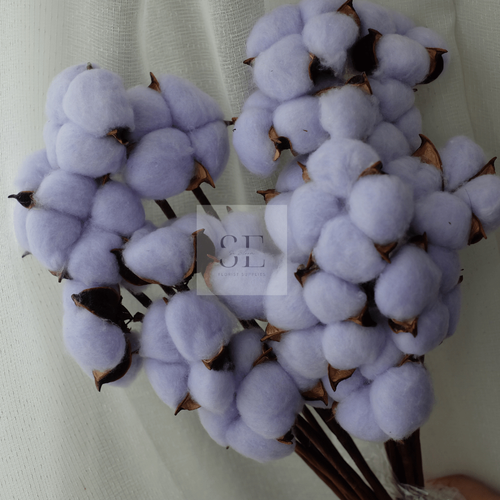 Jual [1pc] cotton / bunga kapas preserved / dried flower (bunga awetan ...