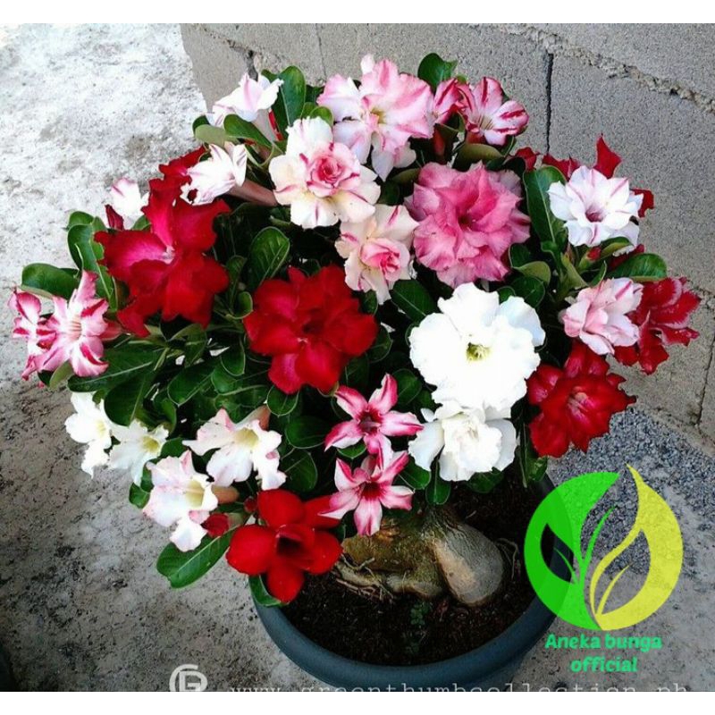 Jual Tanaman hias bunga adenium tumpuk full kombinasi tumpuk / pohon ...