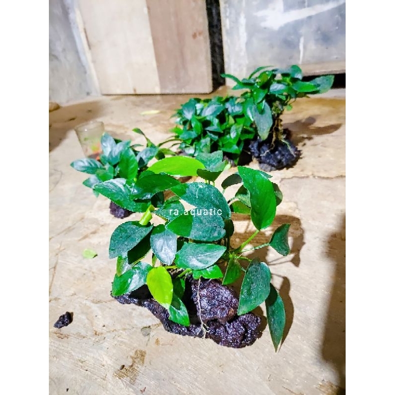 Jual kayu rentek Anubias Broadleaf size indukan tanaman aquascape ...