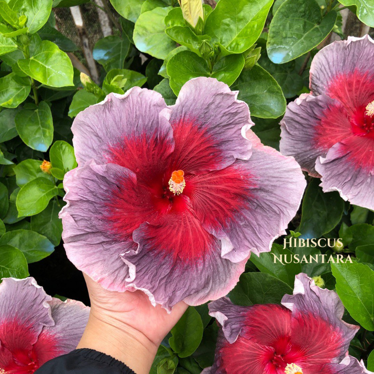 Jual Tanaman Hibiscus Queen Of Heart Merah Ungu Jumbo Outdoor Hibiscus ...